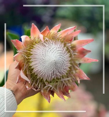 Professional Florist | Flower Services | Online Flower Delivery